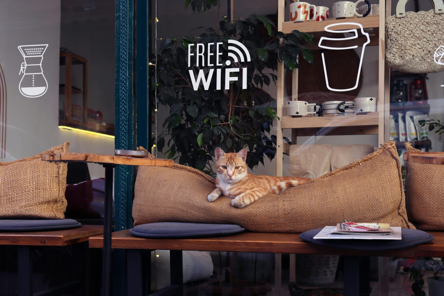 Opening Your Own Cat Café: The Complete Guide to Launching a Feline ...
