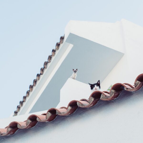 Opening Your Own Cat Café: The Complete Guide to Launching a Feline ...